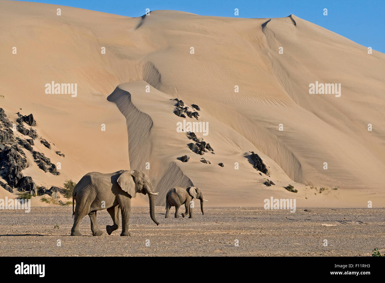 Namibia and desert elephant and dune hi-res stock photography and ...