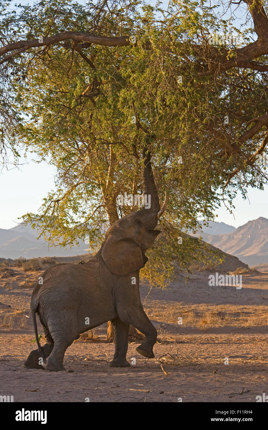Elephant eating tree hi-res stock photography and images - Alamy