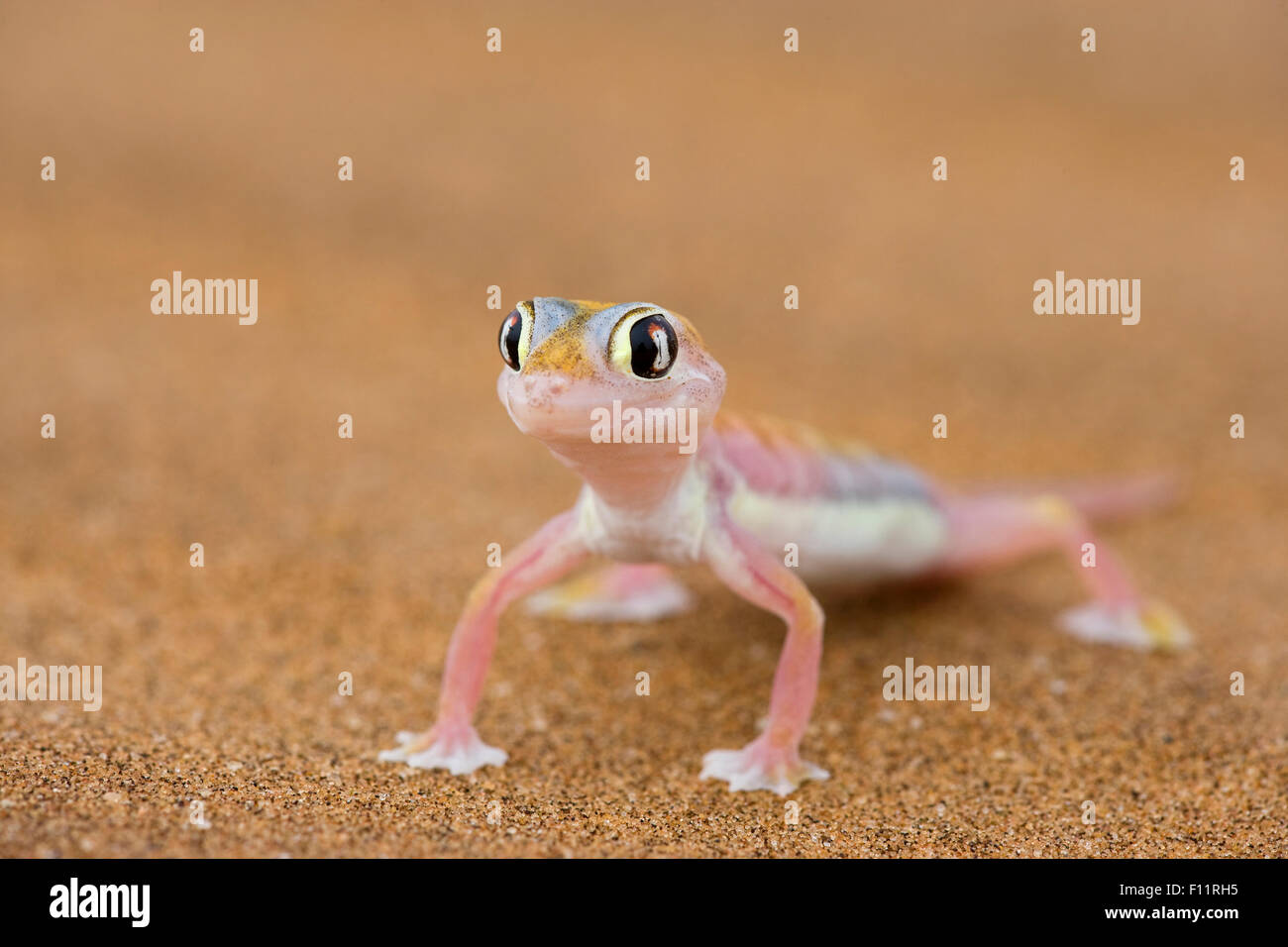 Web-footed Gecko (Palmatogecko rangei) sand Namib desert Namib-Naukluft ...