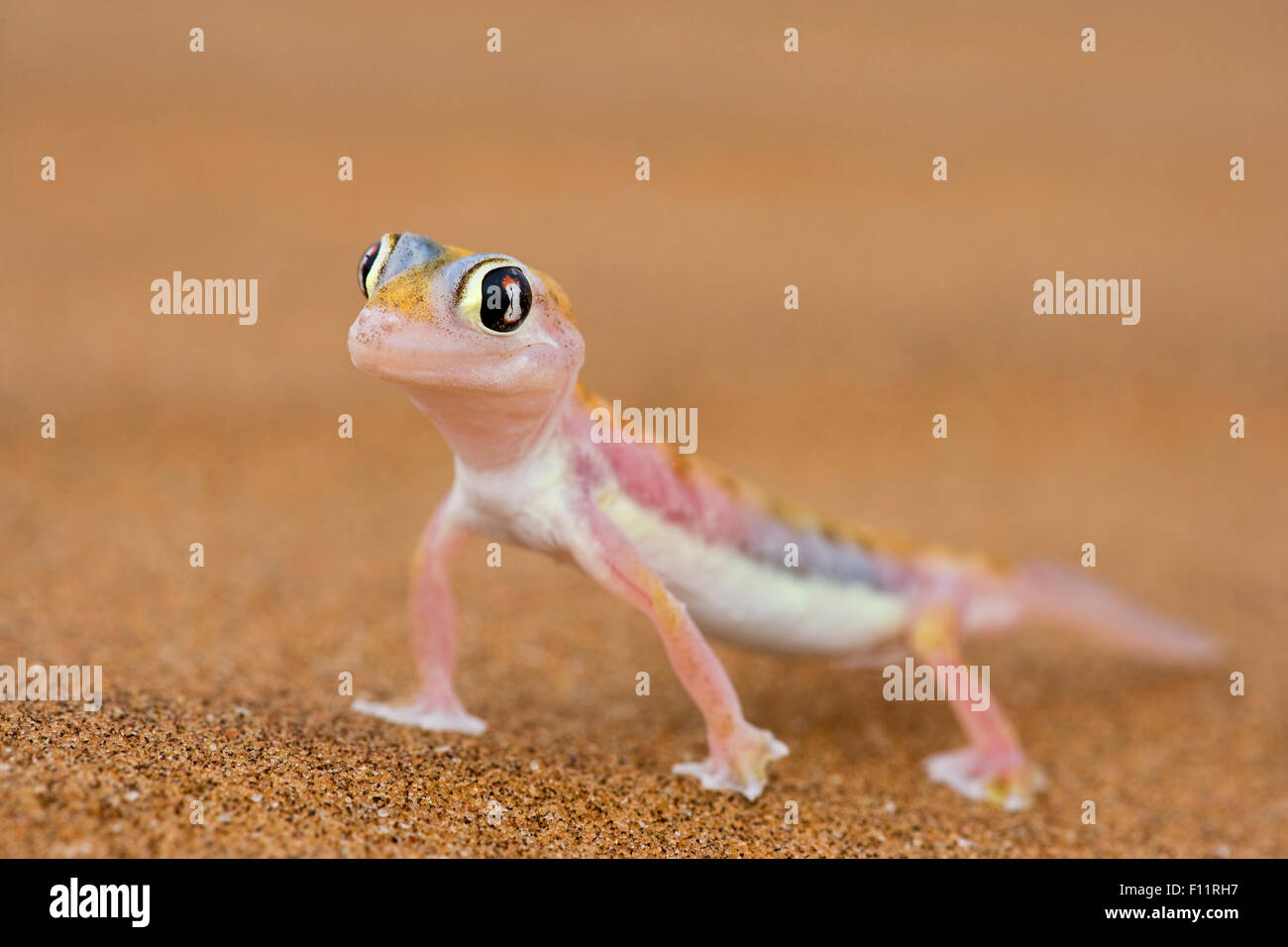 Web-footed Gecko (Palmatogecko rangei) sand Namib desert Namib-Naukluft ...