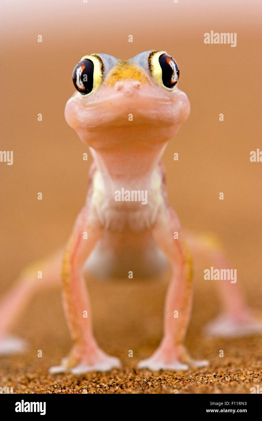 Web-footed Gecko (Palmatogecko rangei) sand Namib desert Namib-Naukluft ...