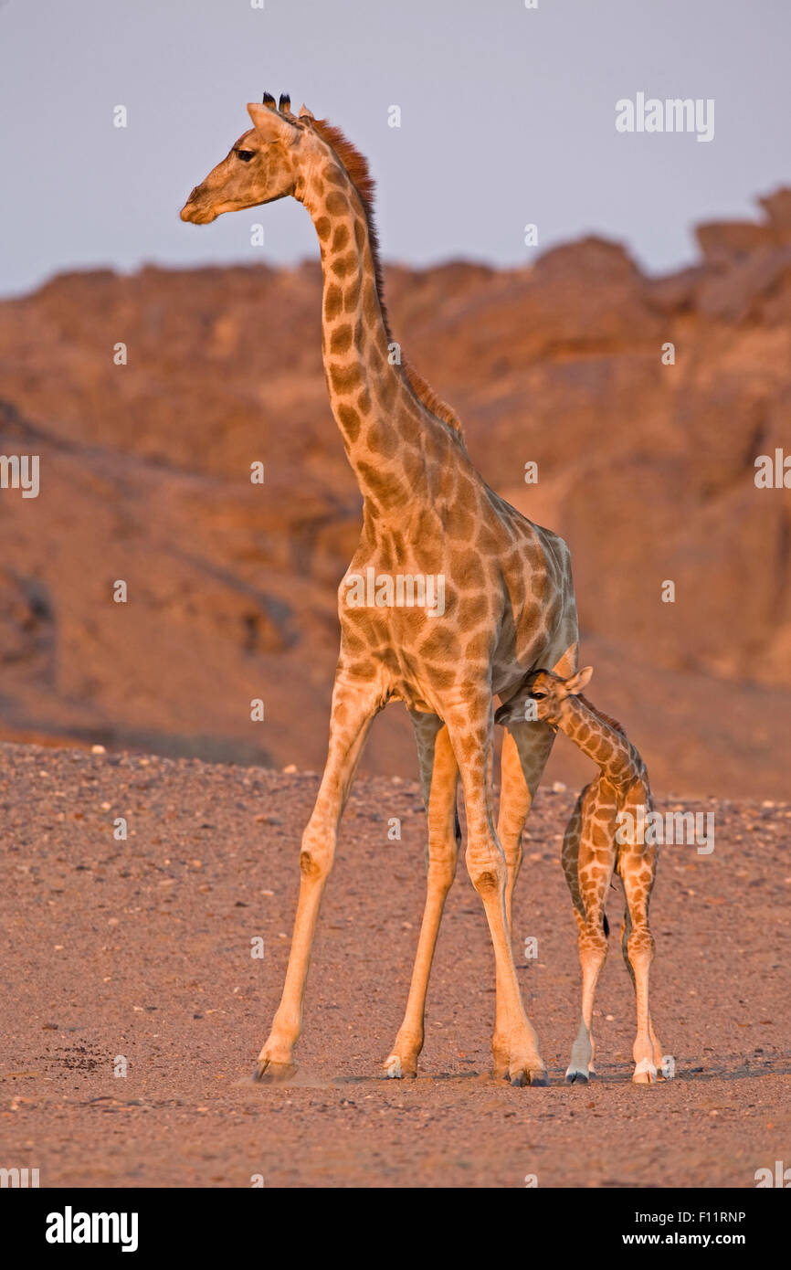 Angolan Giraffe, Namibian Giraffe (Giraffa camelopardalis angolensis ...