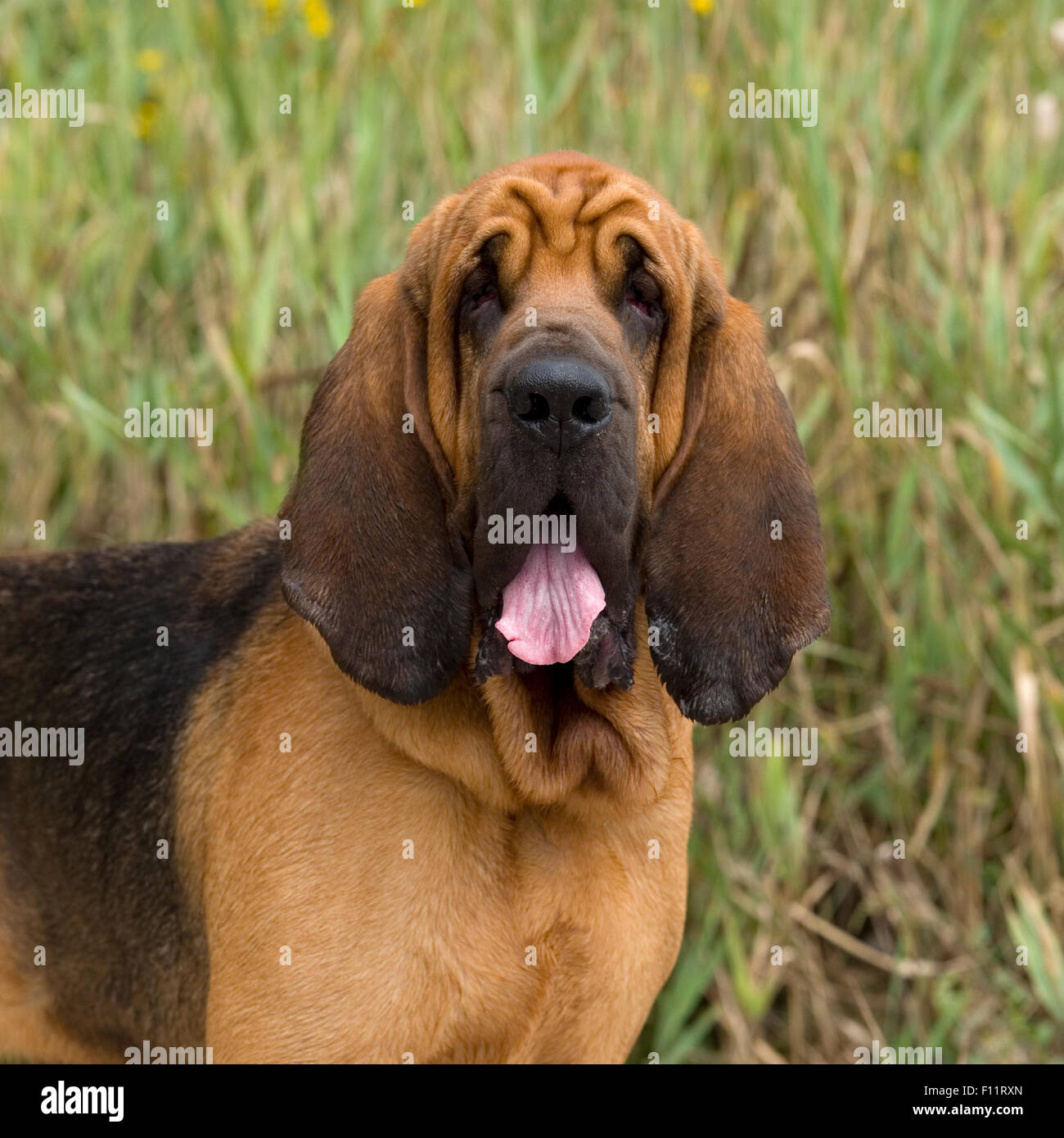 The Rare Breed High Resolution Stock Photography and Images - Alamy