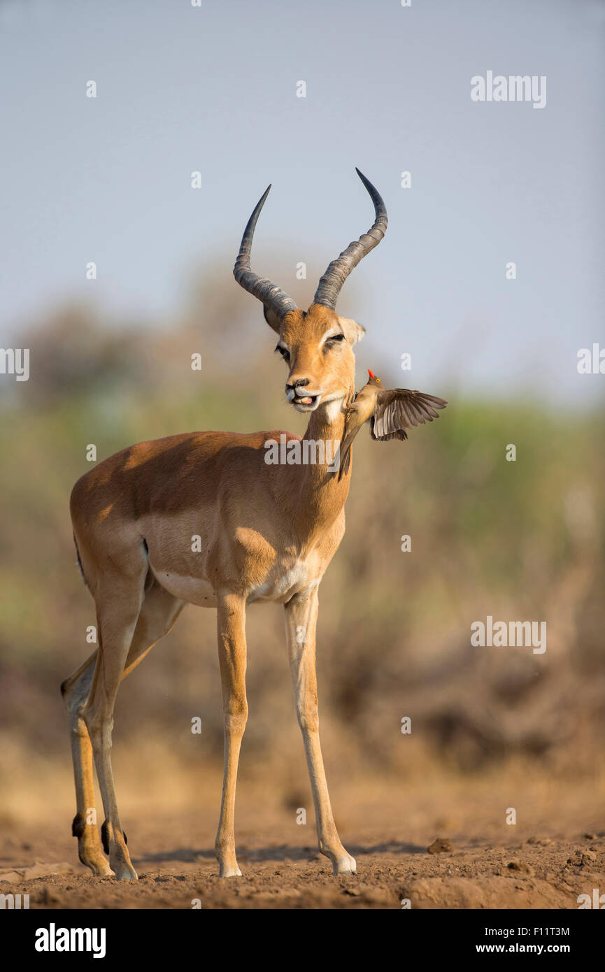 Aepyceros impala melampus hi-res stock photography and images - Alamy