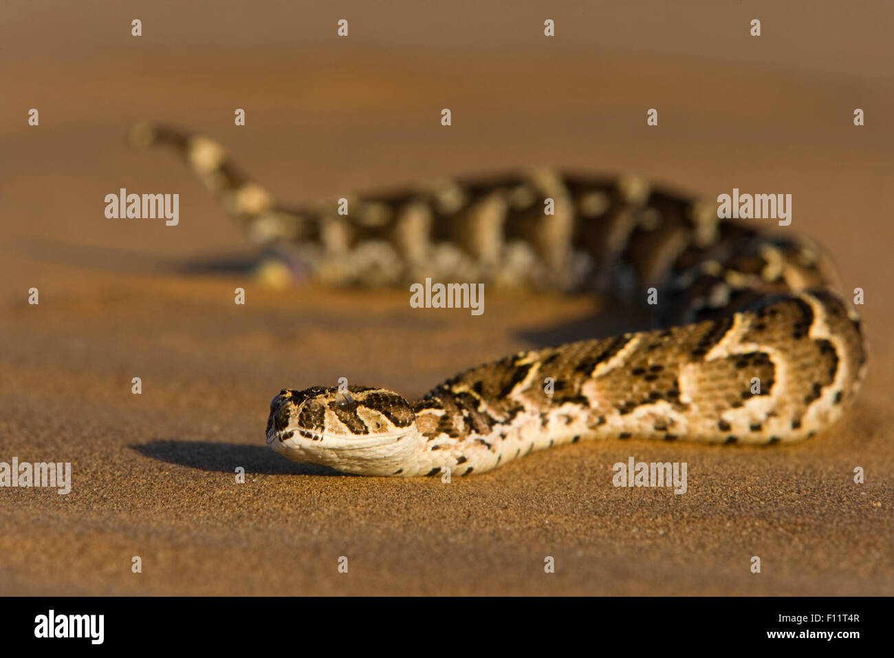 Puff adder bitis arietans sand namib desert hi-res stock photography ...