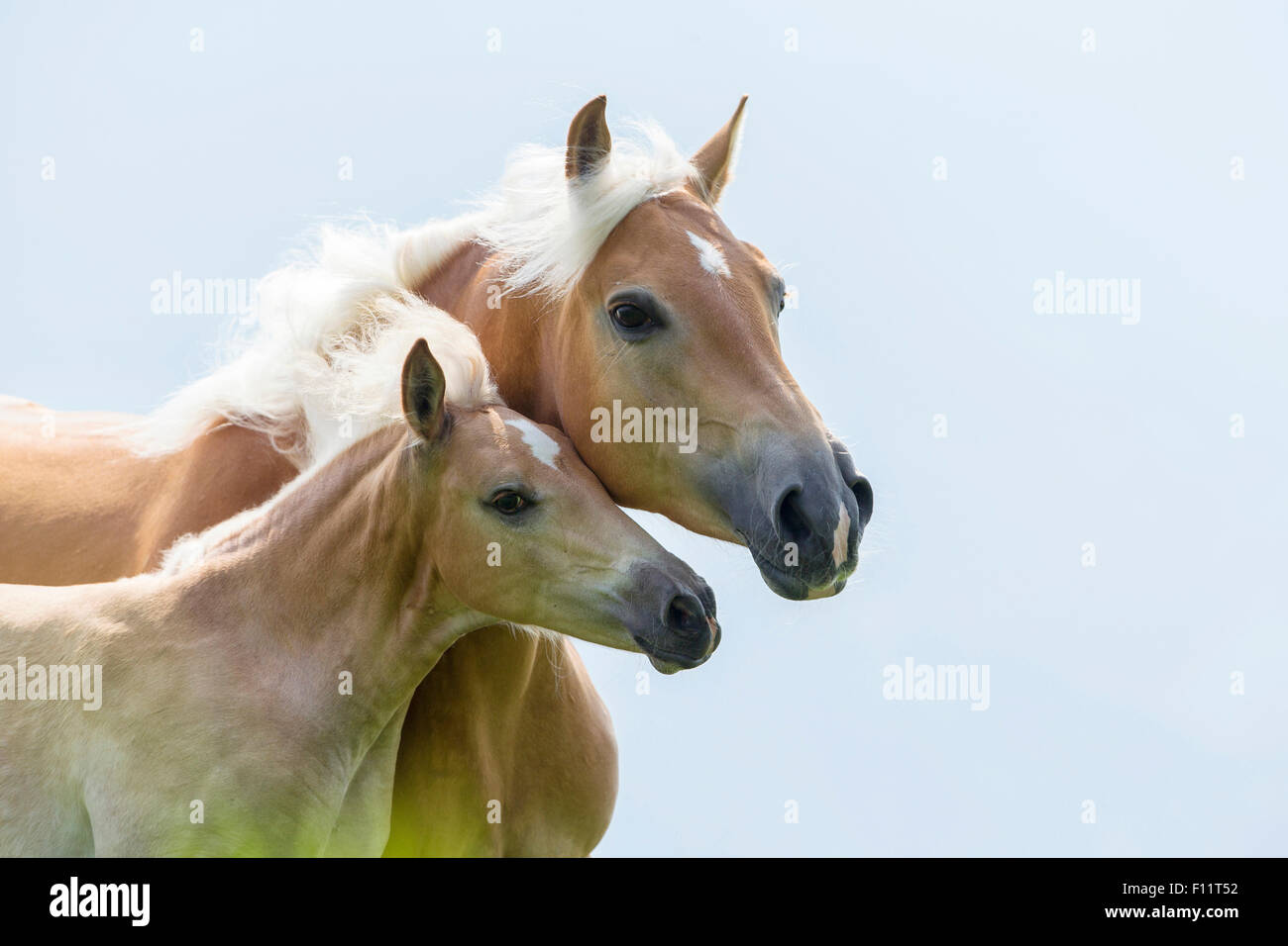 Haflinger Horse Portrait mare foal Italy Stock Photo - Alamy