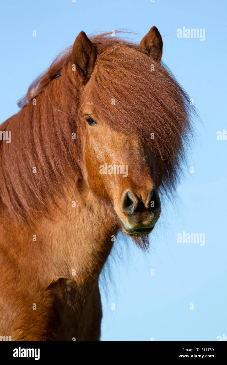 Icelandic Horse Portrait chestnut stallion Austria Stock Photo - Alamy