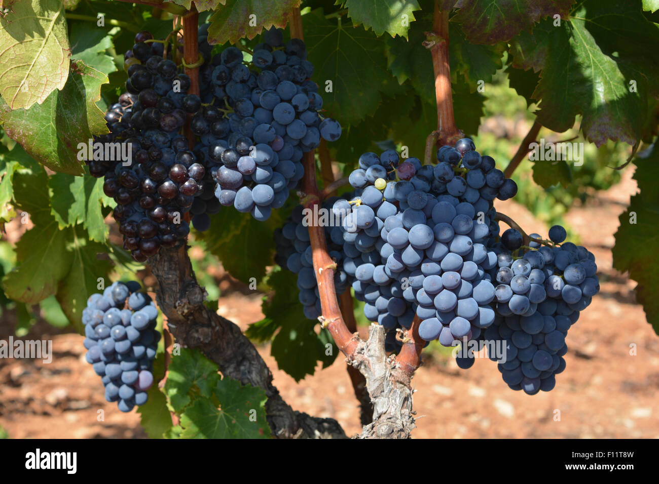 Bunches of grapes on a grapevine, ready for harvest Stock Photo - Alamy