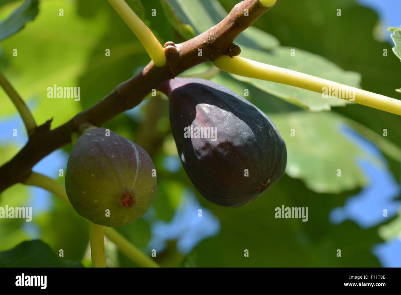 Fruit of fig tree hi-res stock photography and images - Alamy
