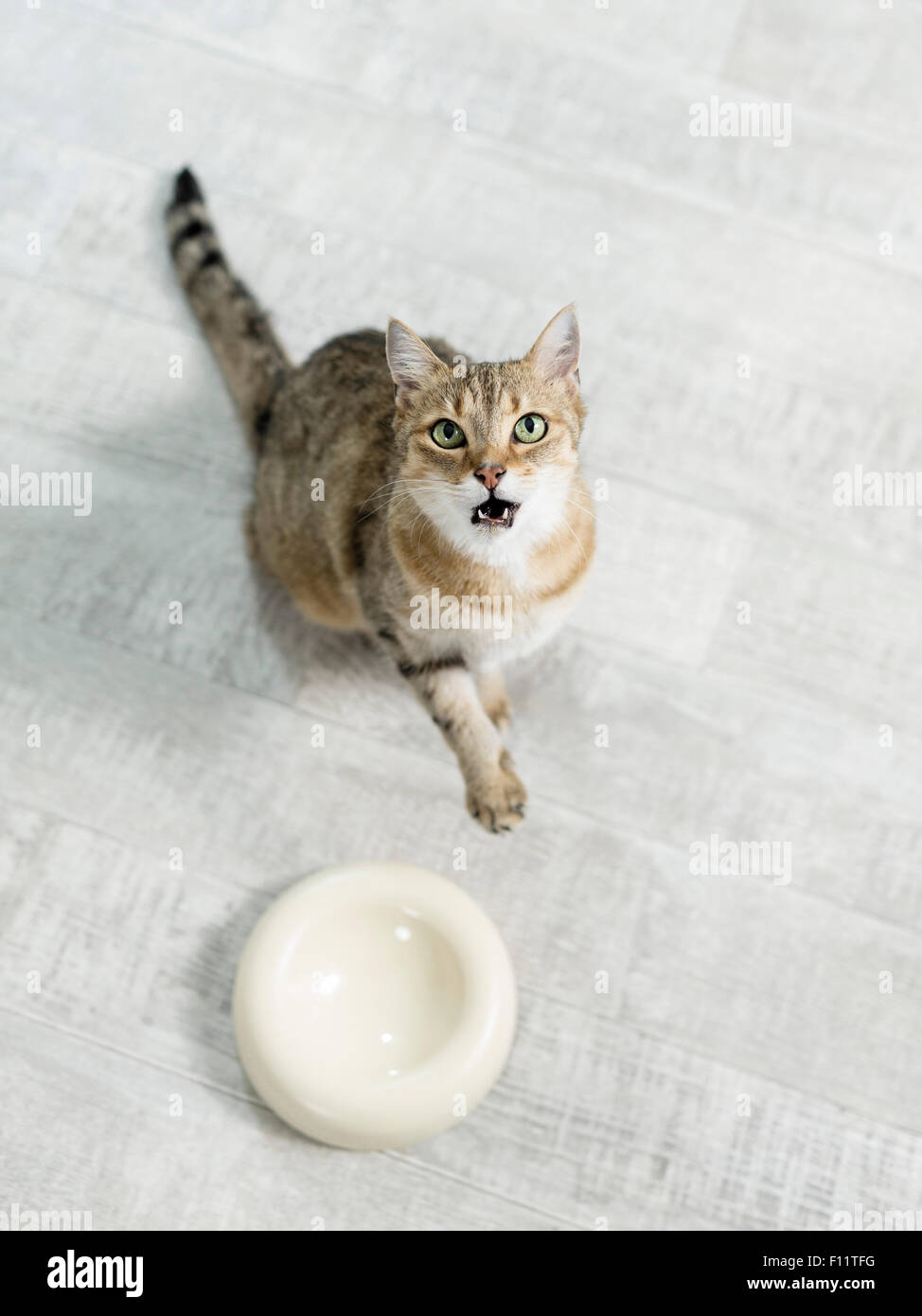 Empty cat bowl hi-res stock photography and images - Alamy