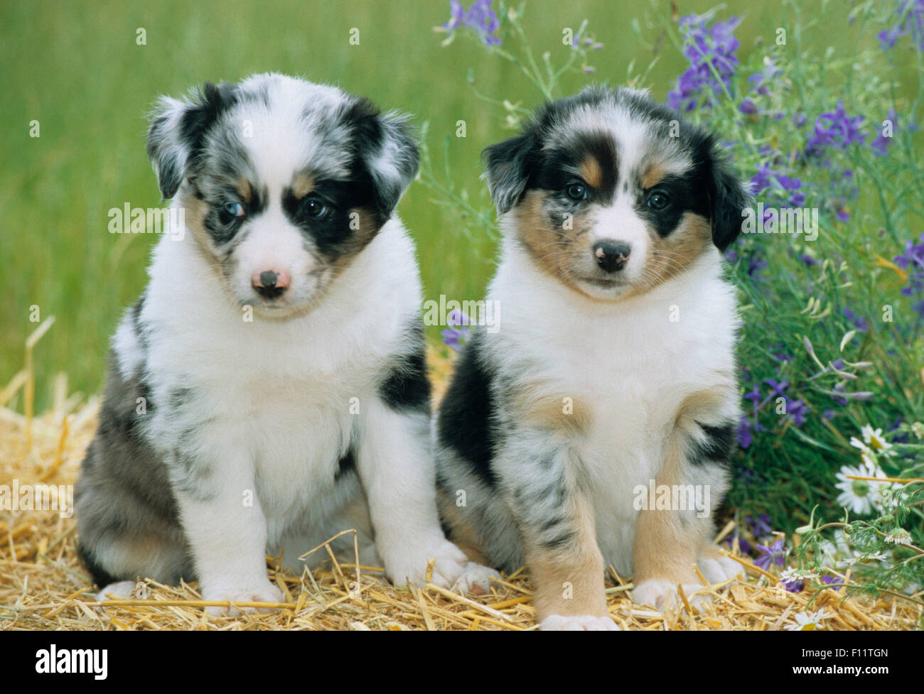 Australian shepherd puppies baby hi-res stock photography and images ...