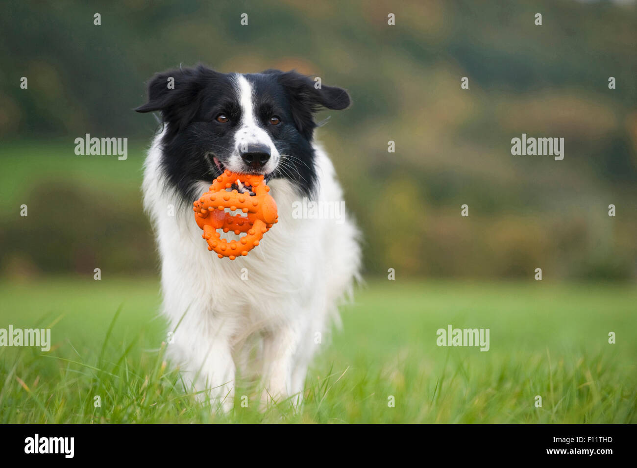Border Collie Adult fetching toy Stock Photo - Alamy