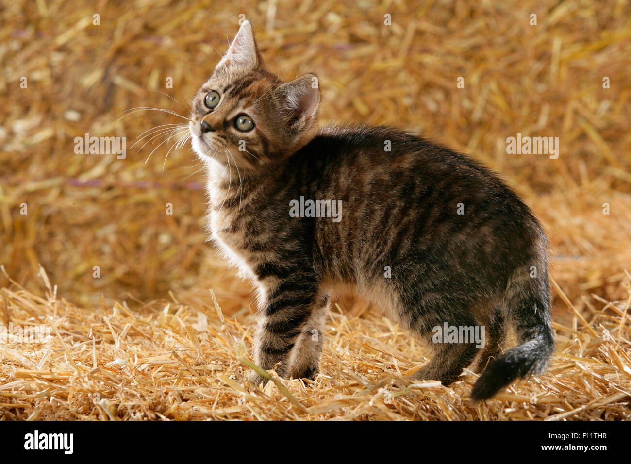 Domestic cat Tabby kitten standing straw Stock Photo - Alamy