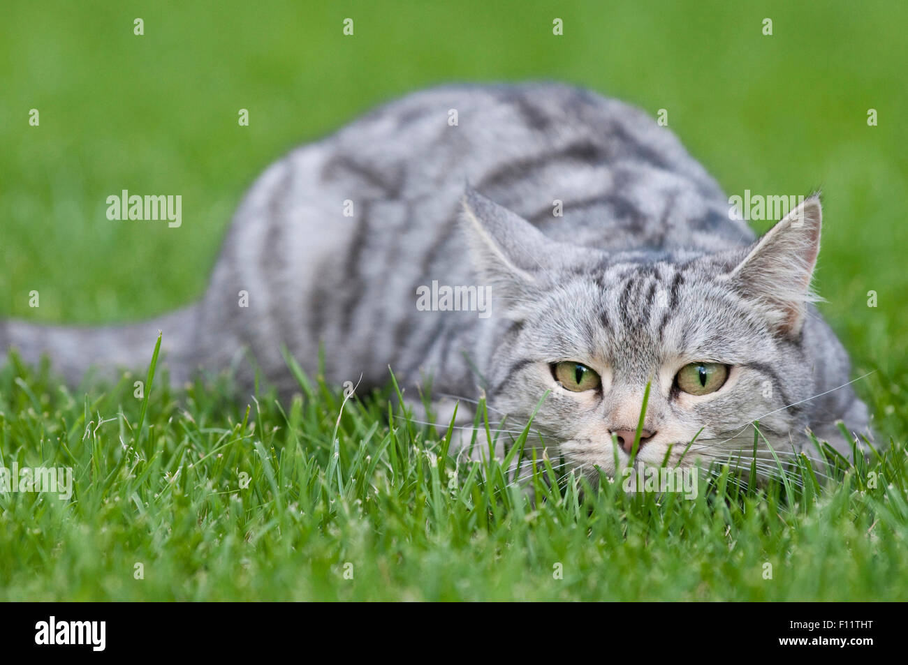 Stalking cat hi-res stock photography and images - Alamy