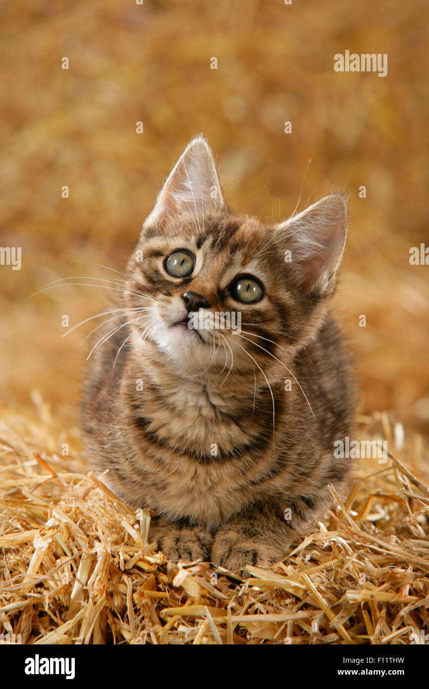 Straw cat hi-res stock photography and images - Alamy
