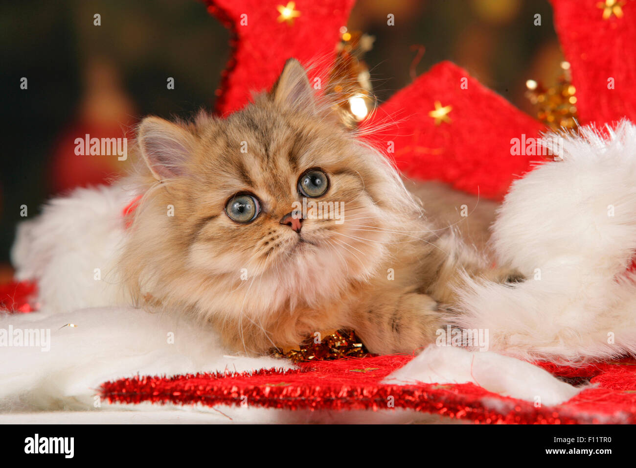 Golden persian cat hi-res stock photography and images - Alamy