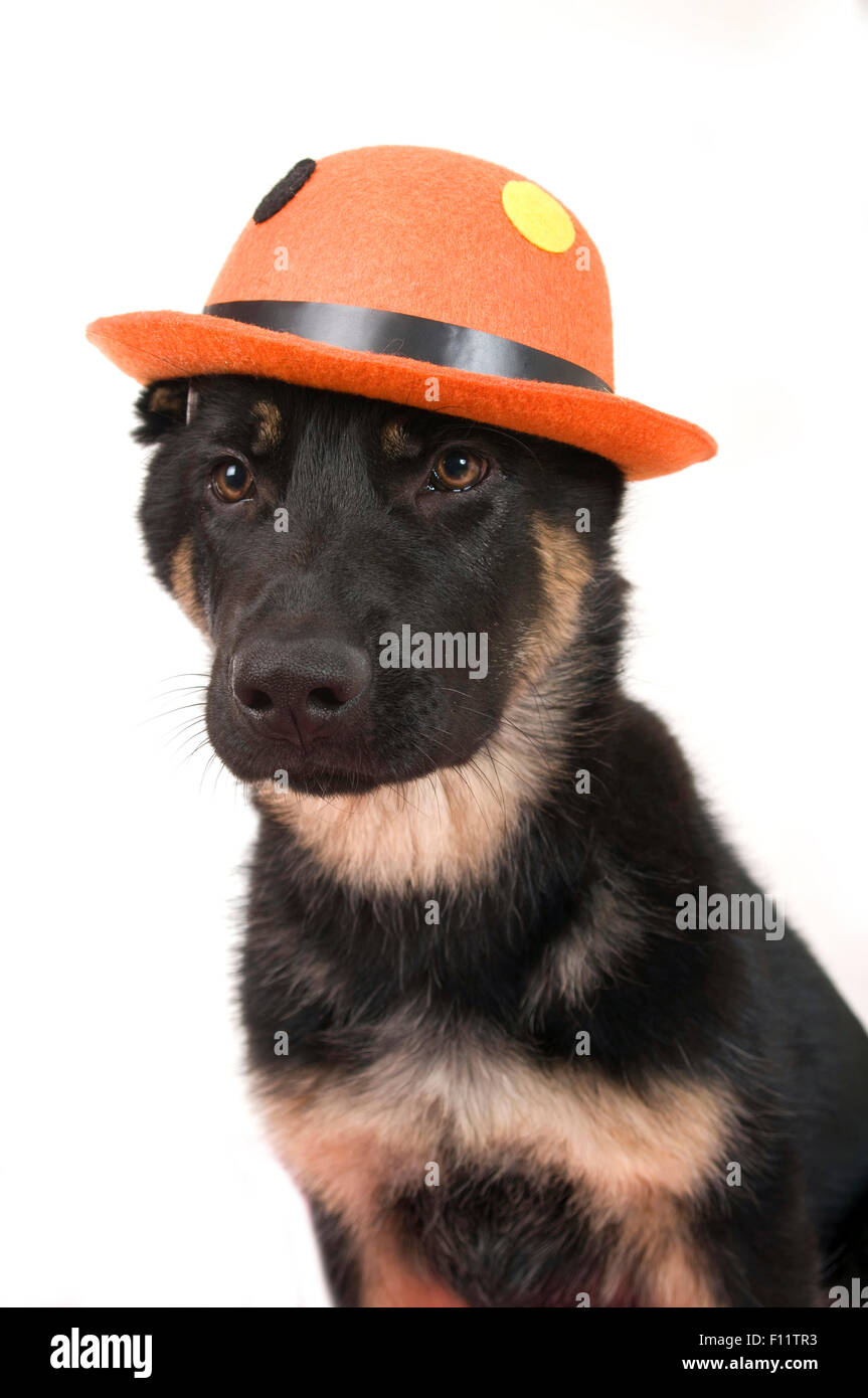 German Shepherd, Alsatian Portrait puppy wearing an orange hat Studio ...