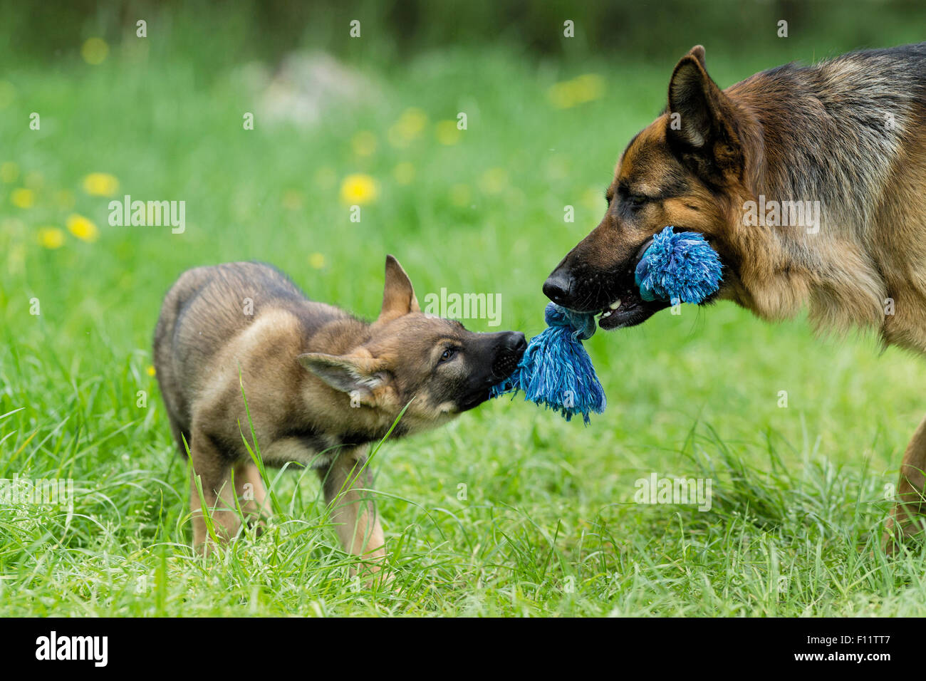 German shepherd dog pulling hi-res stock photography and images - Alamy