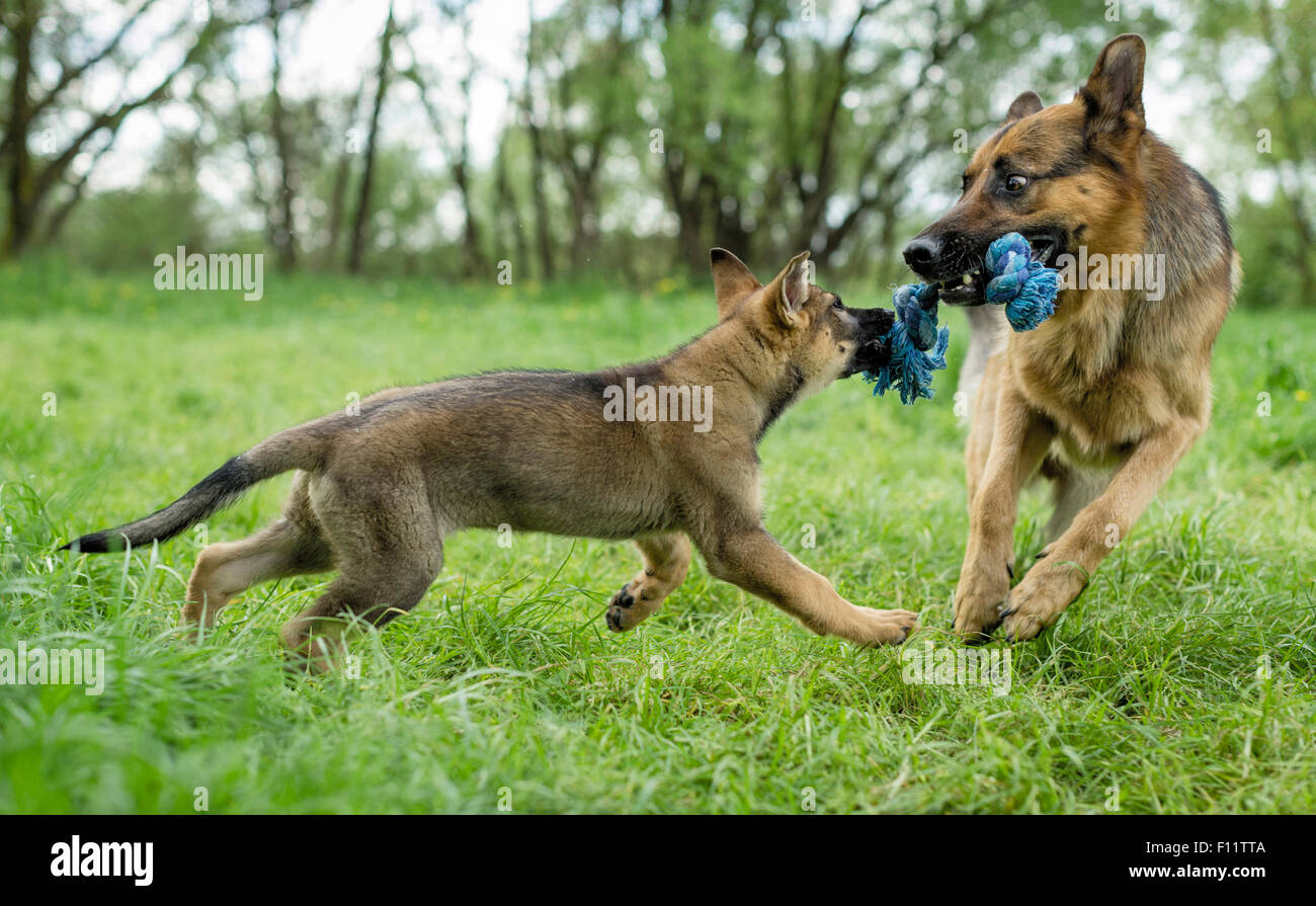 German Shepherd, Alsatian Puppy and adult dog pulling opposite ends toy ...