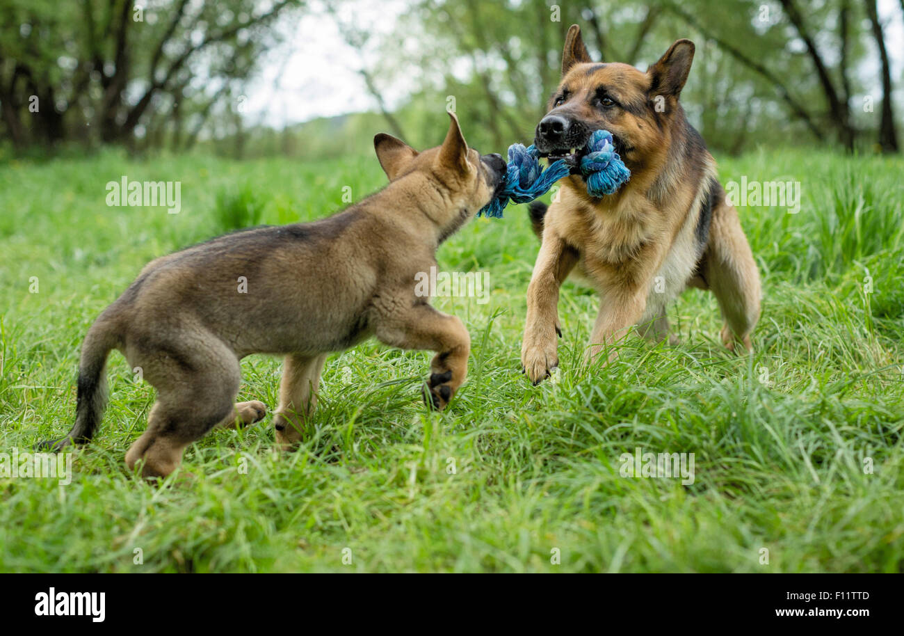 German Shepherd, Alsatian Puppy and adult dog pulling opposite ends toy ...