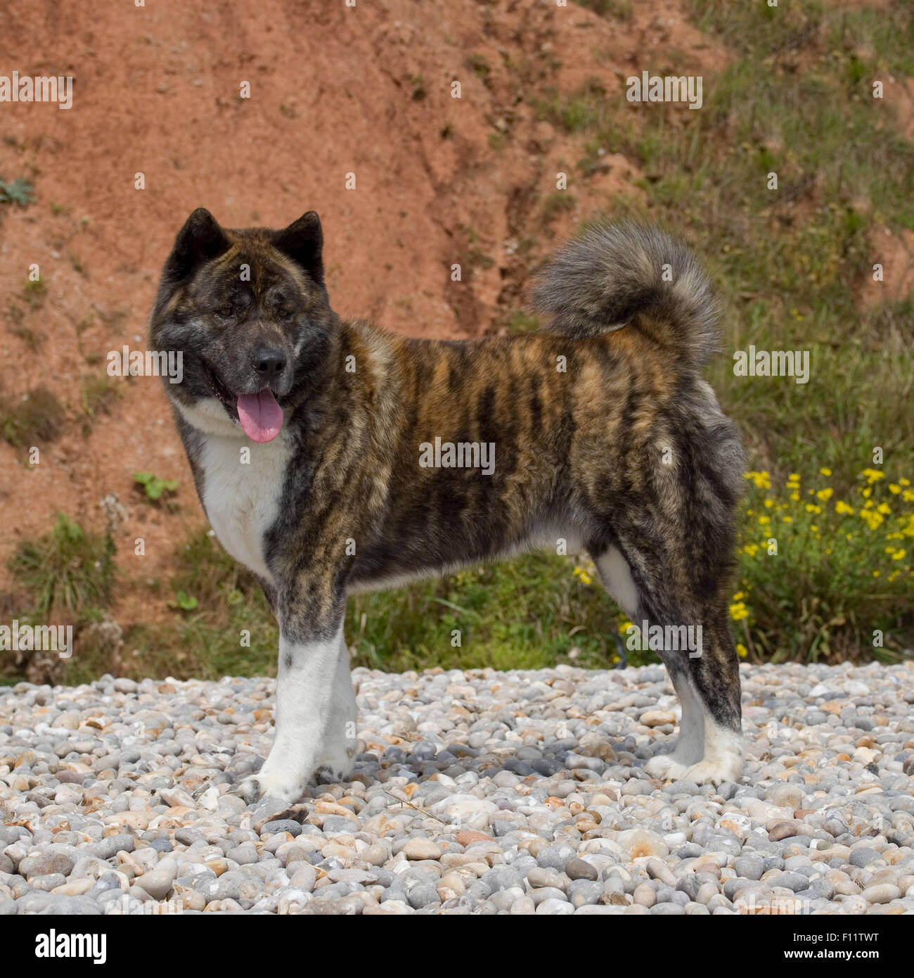 Japanese Akita Inu High Resolution Stock Photography and Images - Alamy