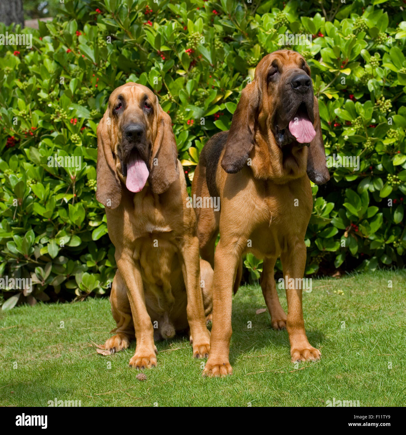 Two Bloodhounds High Resolution Stock Photography and Images - Alamy