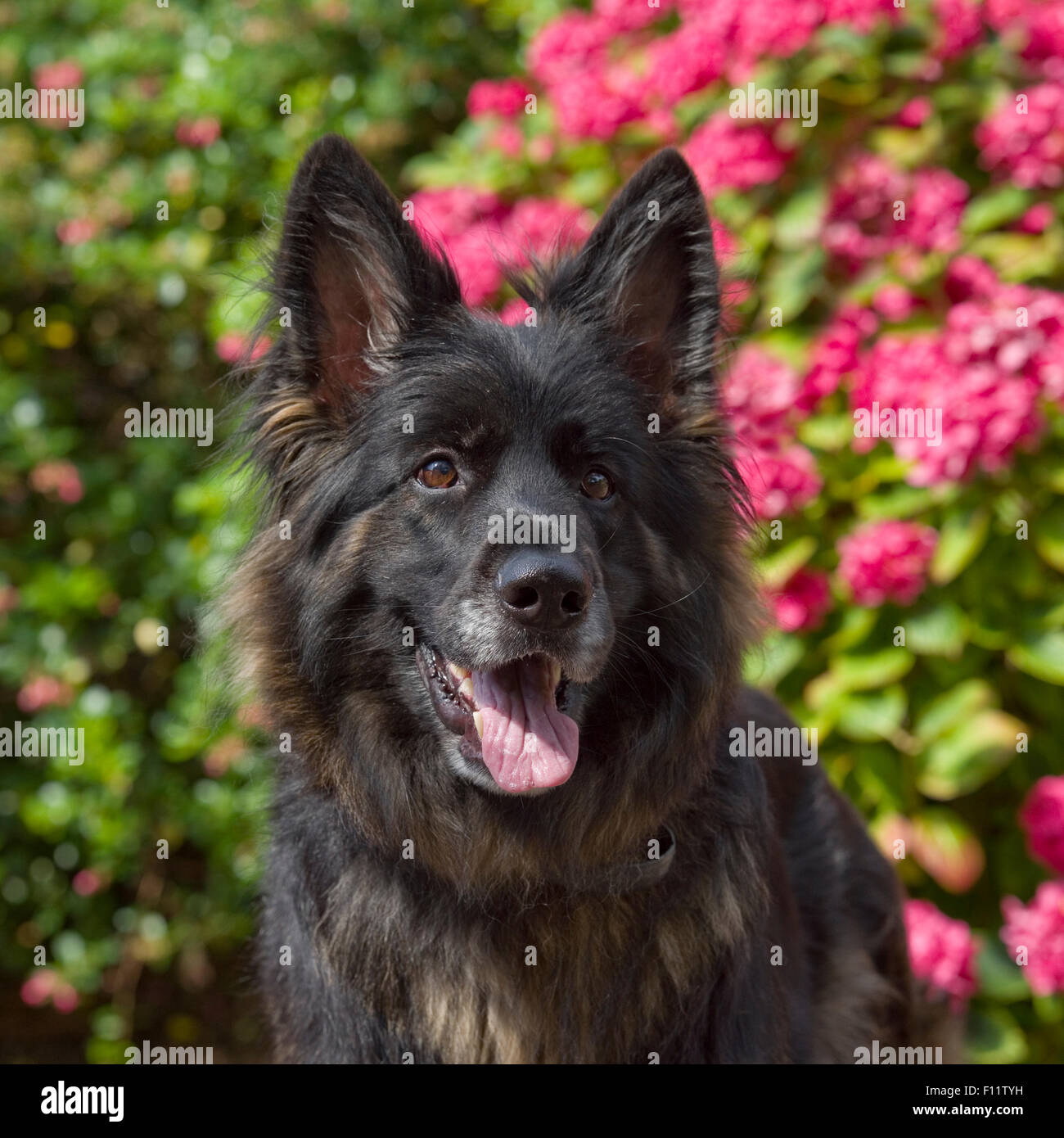 gsd, german shepherd dog Stock Photo - Alamy