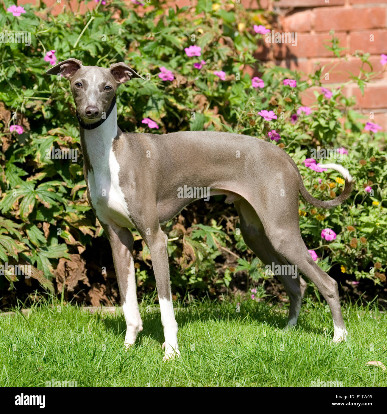 Italian Greyhound High Resolution Stock Photography and Images - Alamy