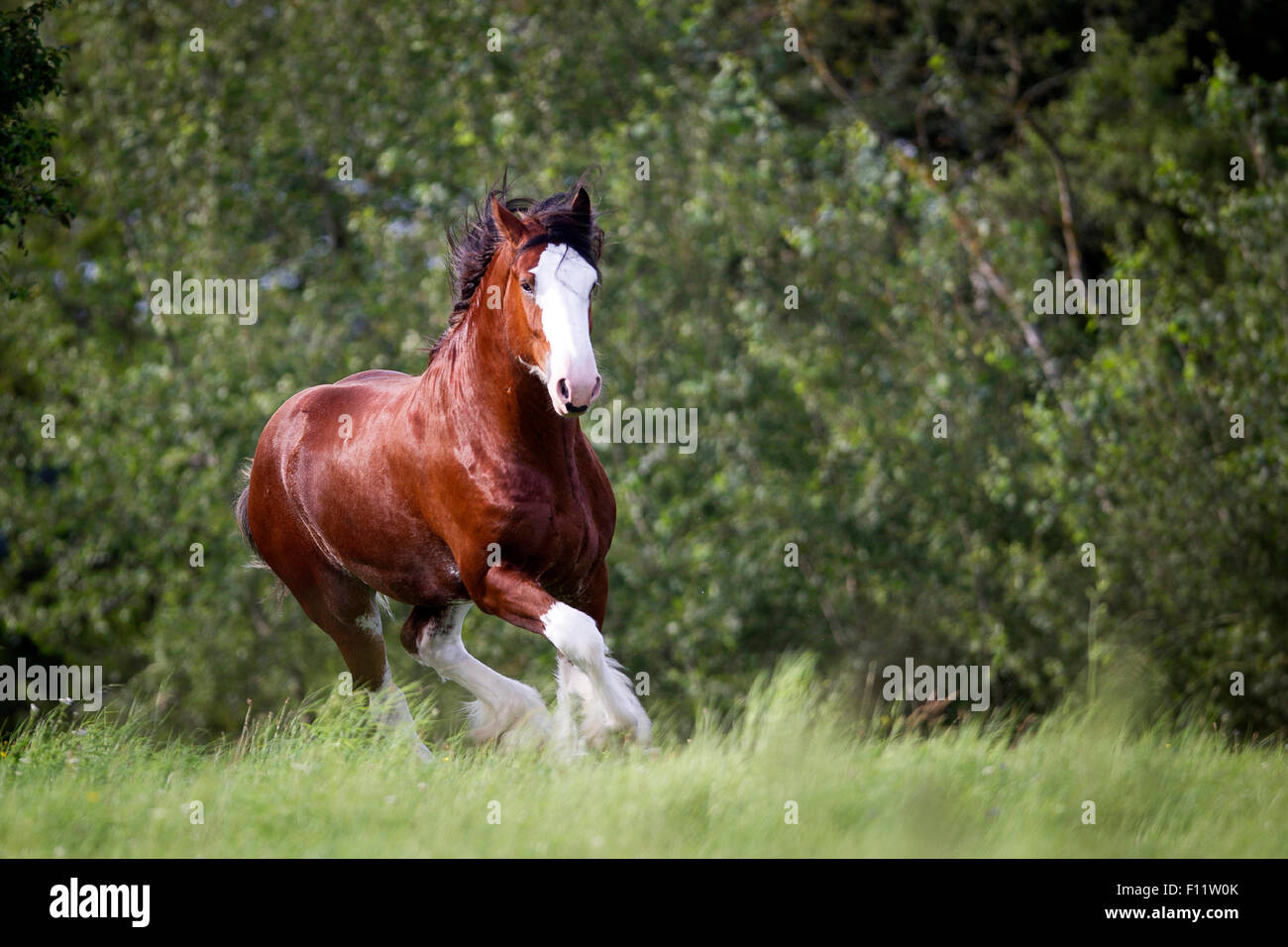 Clydesdale hi-res stock photography and images - Alamy