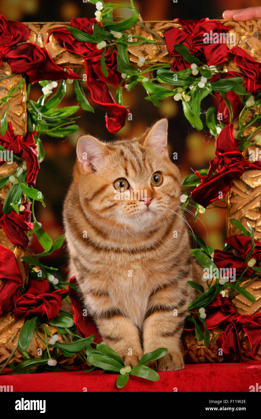British Shorthair Adult cat sitting wreath red ribbons and Mistletoes ...
