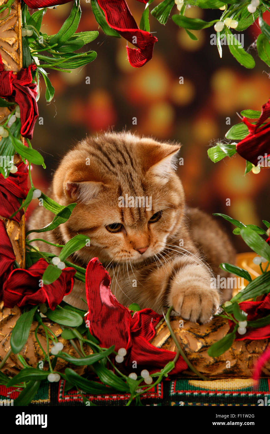 British Shorthair Adult cat sitting wreath red ribbons and Mistletoes ...