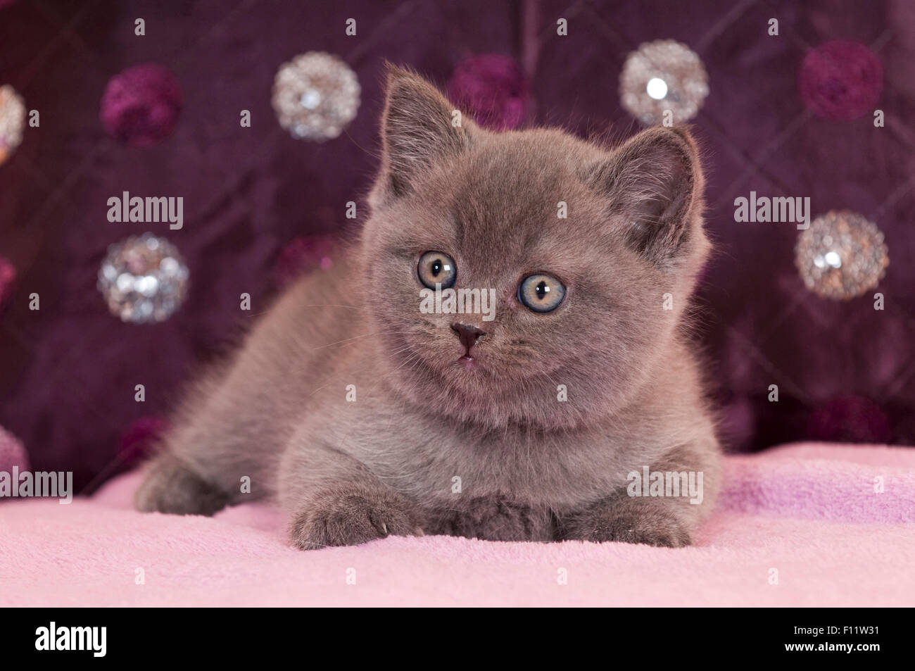 British Shorthair cat British Blue kitten lying pink blanket Stock ...