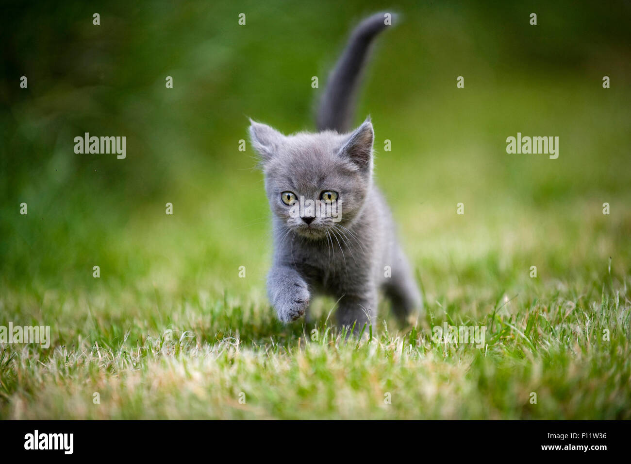 British Shorthair cat. British Blue kitten walking on a lawn Stock ...