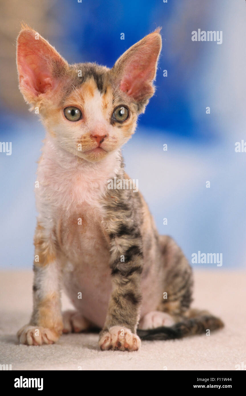 Devon Rex Kitten sitting Studio picture Stock Photo - Alamy