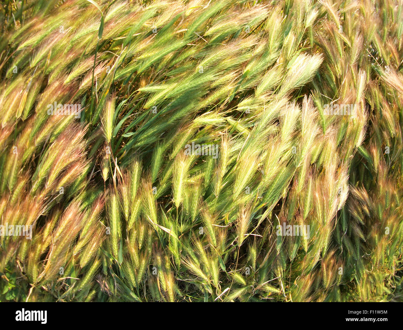 The dry grass hi-res stock photography and images - Alamy