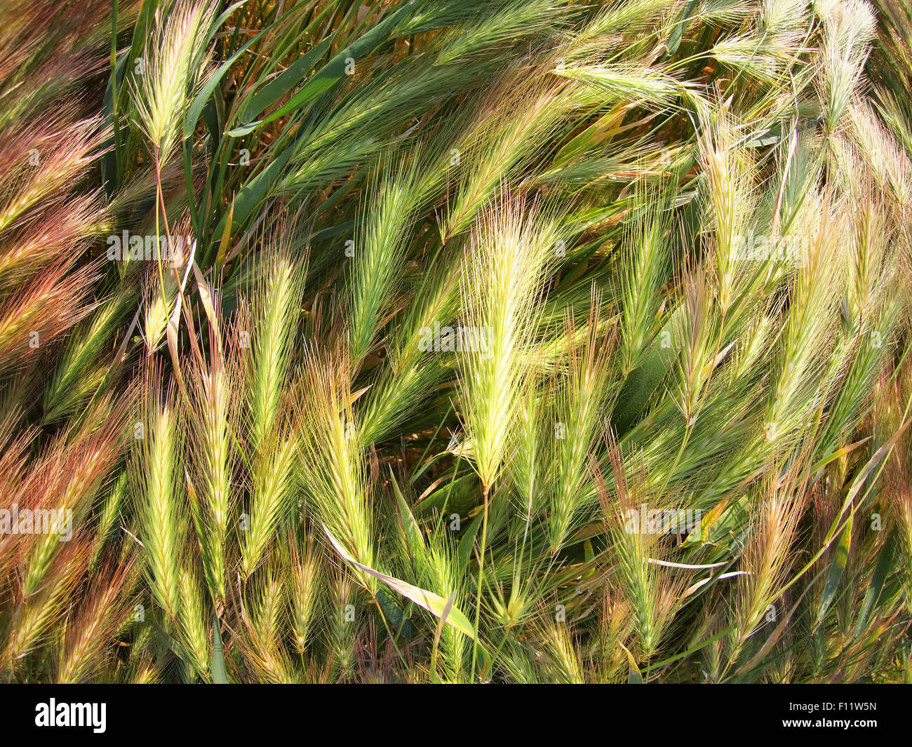 Top view of the dry spikes closeup on the lawn with wide angle ...