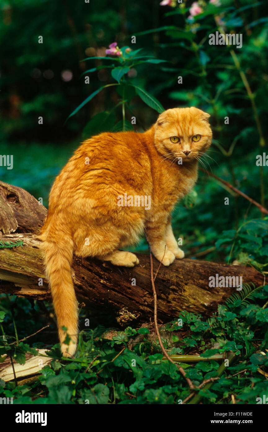 Poodle Cat Adult sitting log garden Stock Photo - Alamy