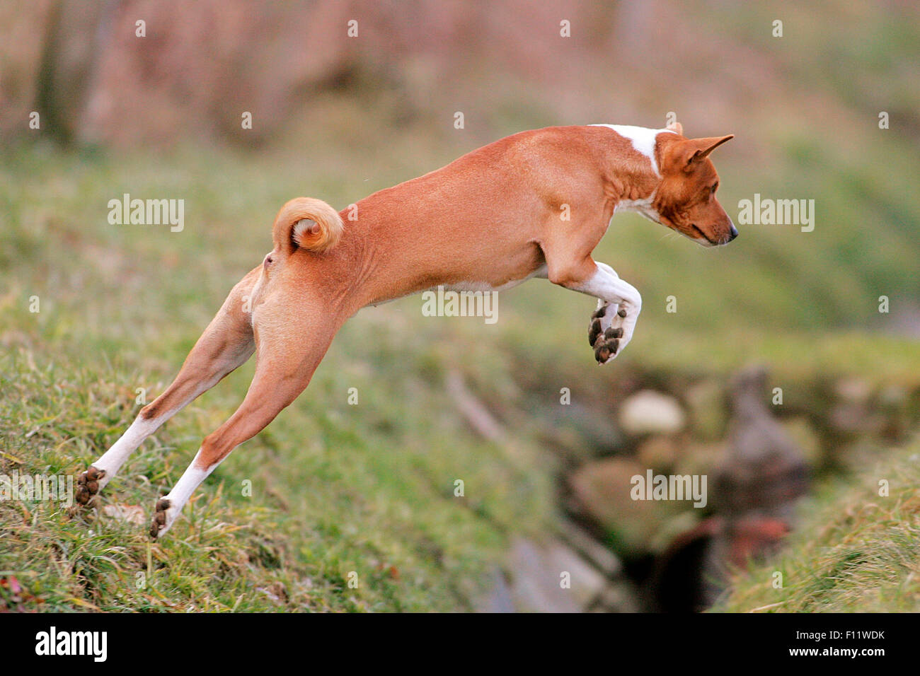 Basenji Adult jumping over ditch Stock Photo - Alamy
