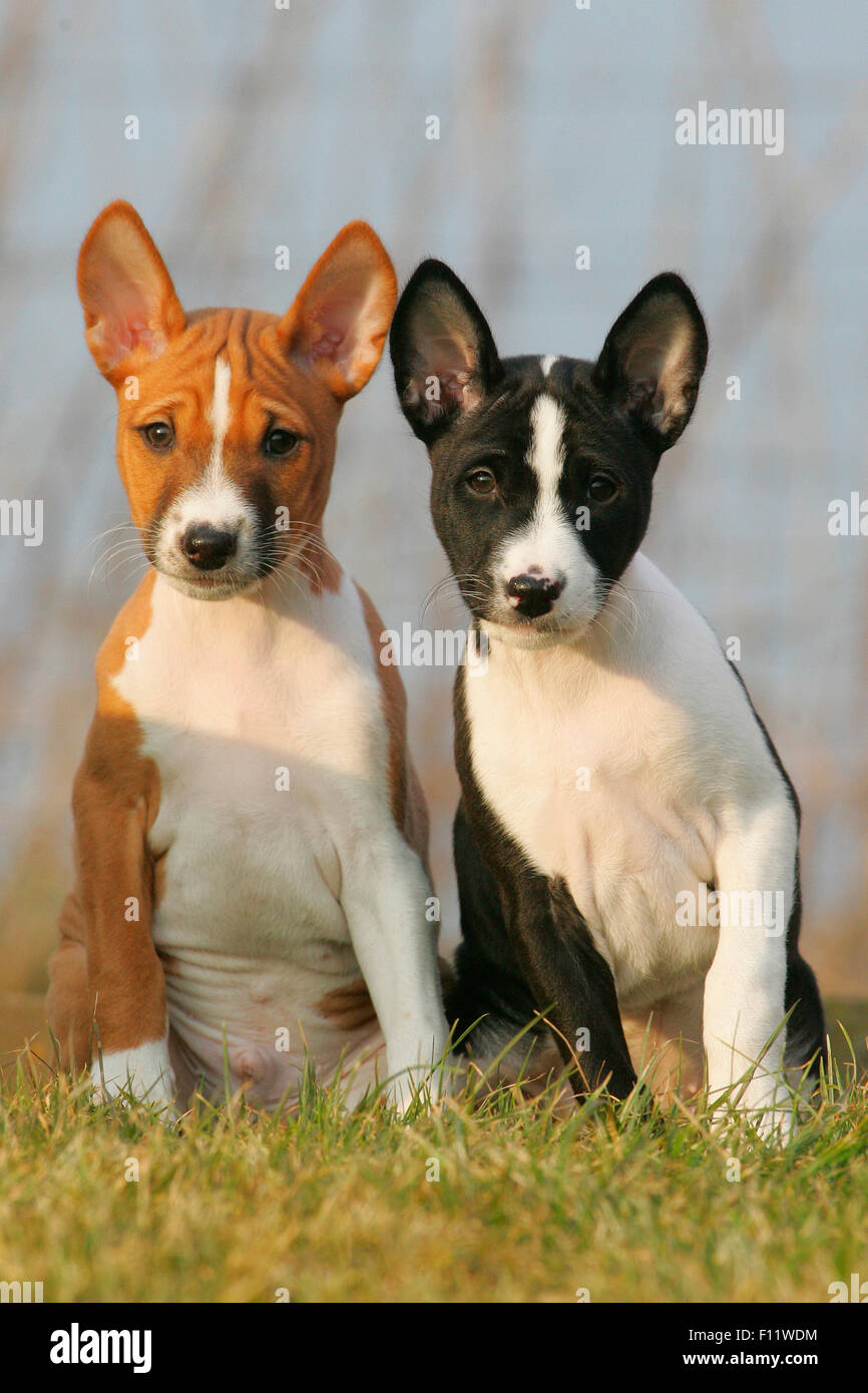 Basenji Two puppies sitting next to each other grass Stock Photo - Alamy