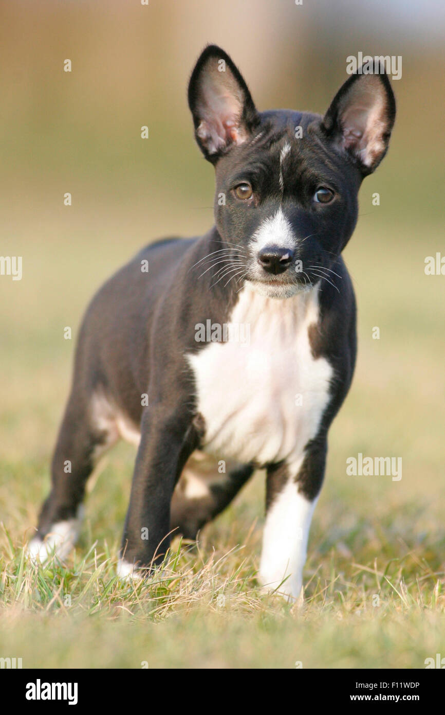 Basenji hi-res stock photography and images - Alamy