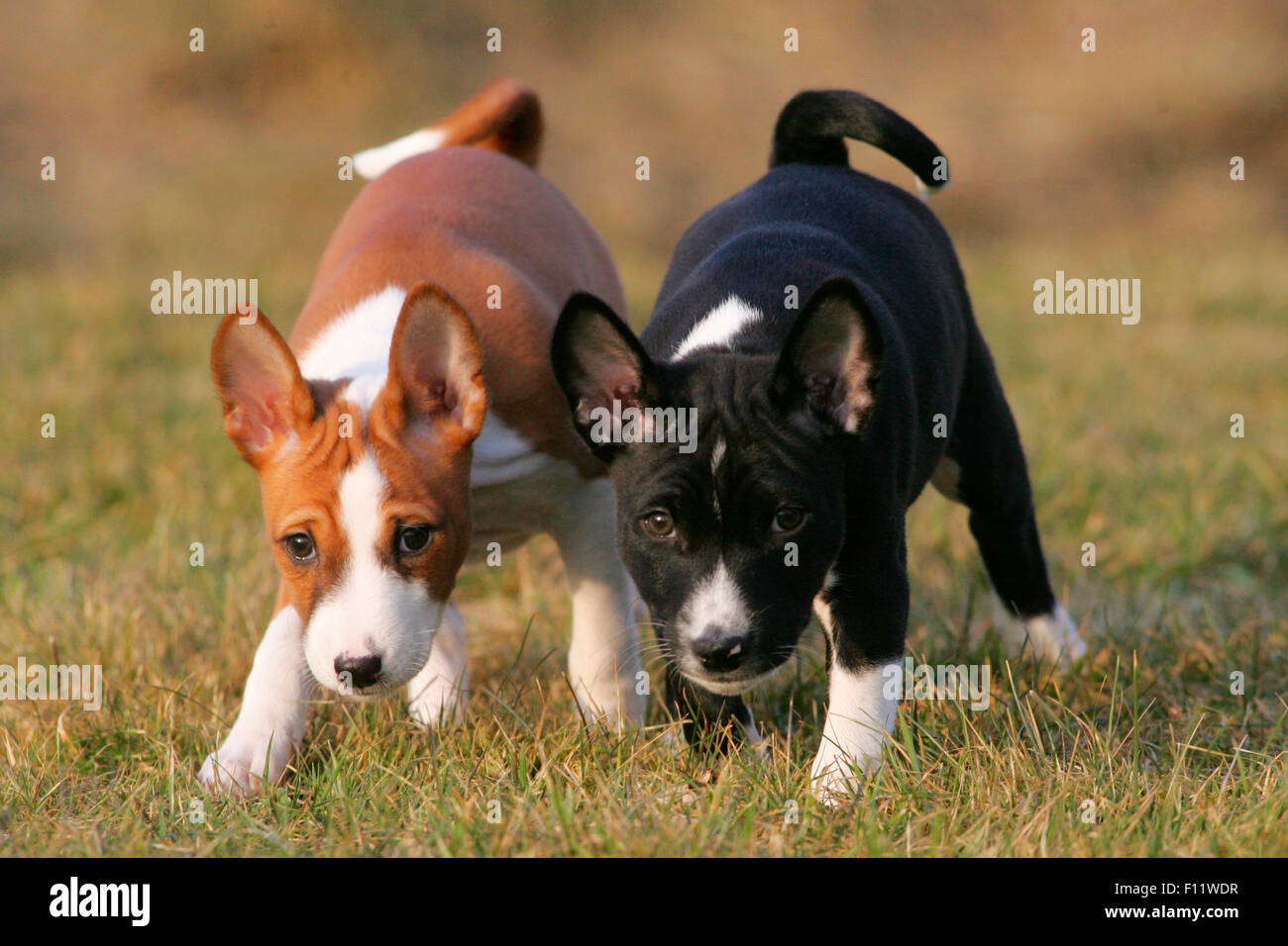 Basenji hi-res stock photography and images - Alamy