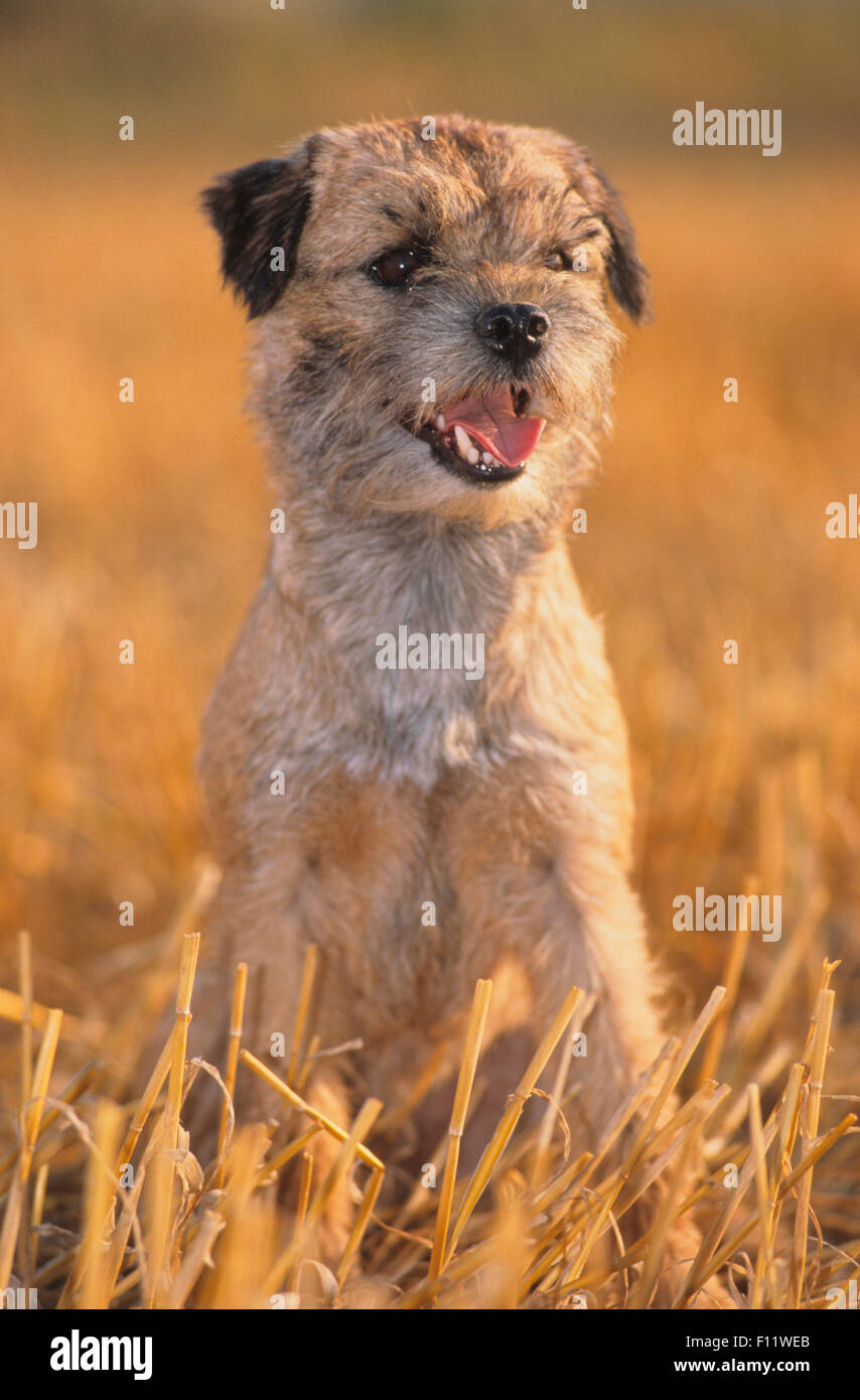 Border terrier Adult dog sitting stubble field Stock Photo - Alamy