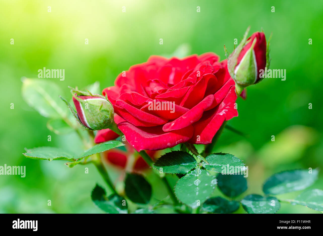 Red roses bloom in flower hi-res stock photography and images - Alamy