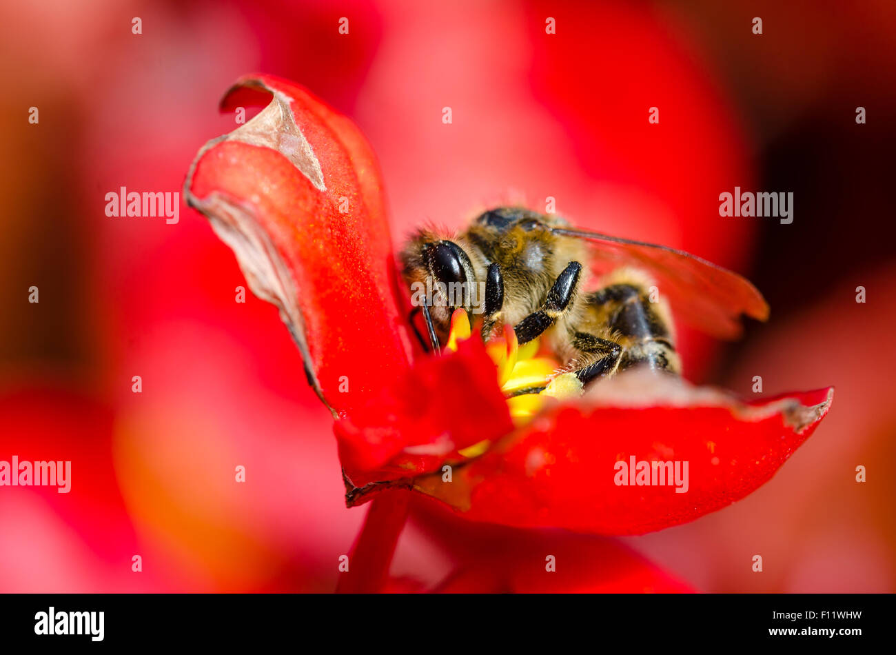 A bee in a flower Stock Photo - Alamy