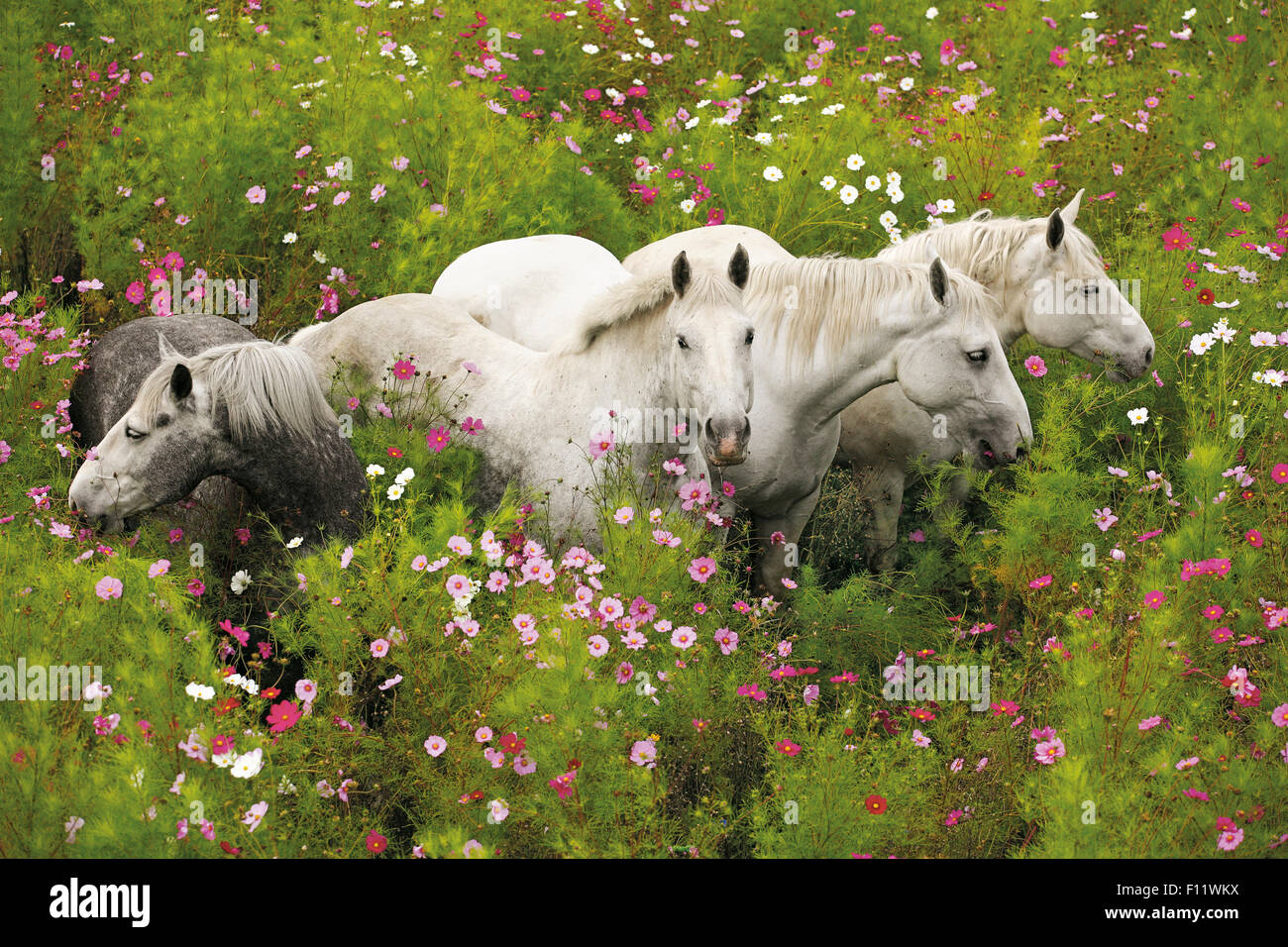 Percheron Four mares standing Mexican Aster flowers France Stock Photo ...