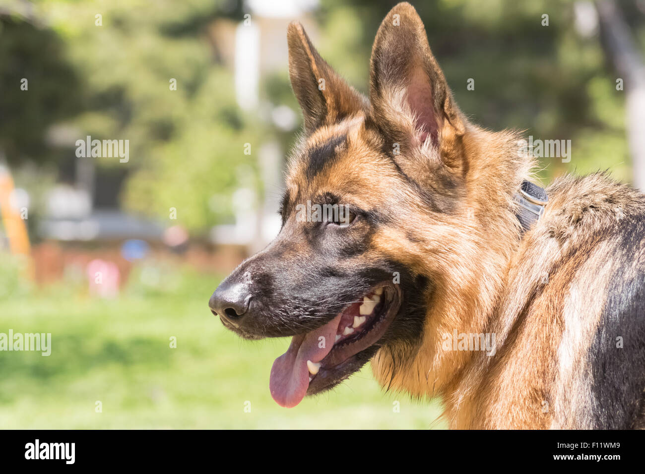 German shepherd portrait Stock Photo - Alamy