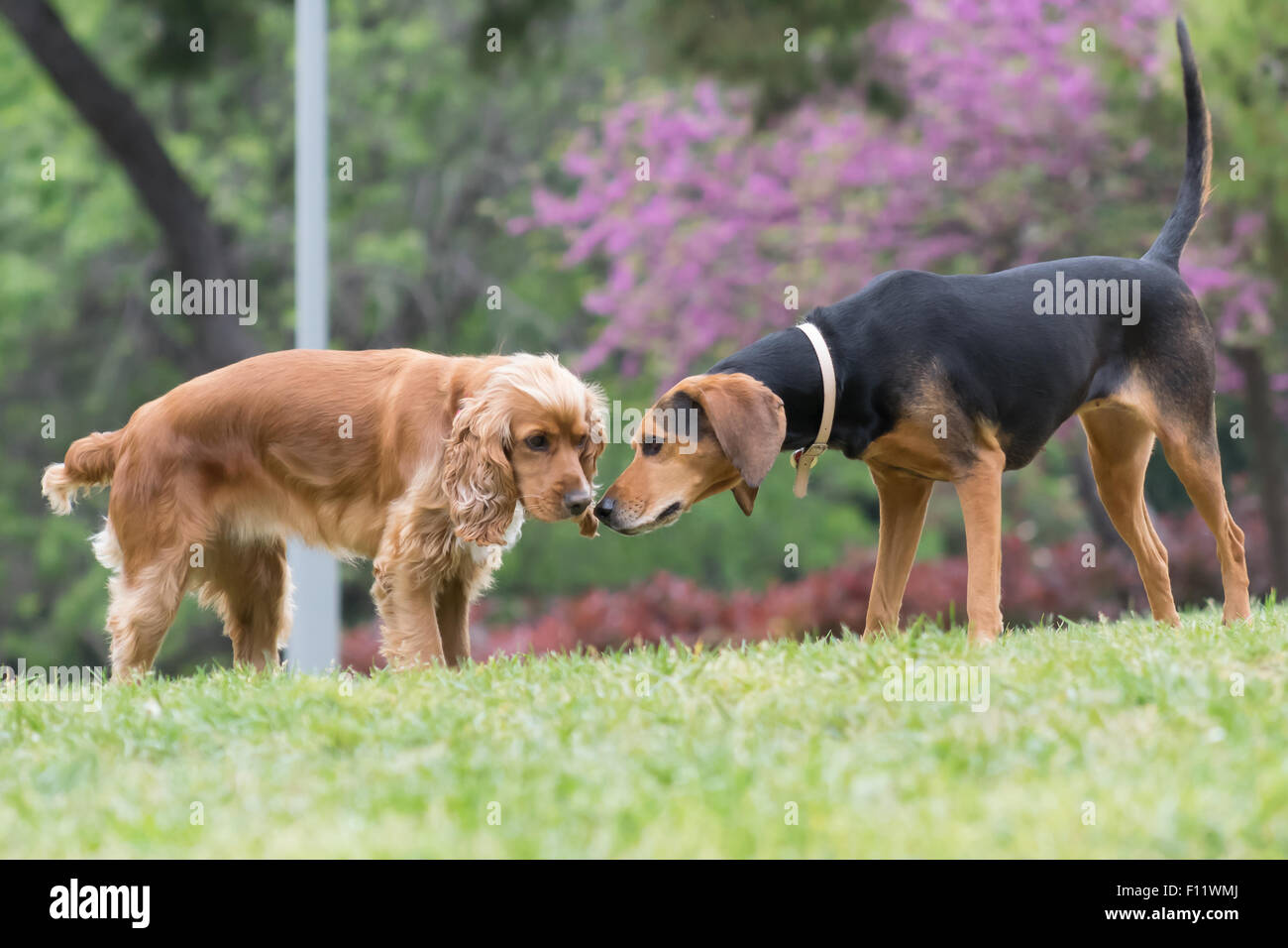 Cocker spaniel and hunt dog meet at the park Stock Photo - Alamy