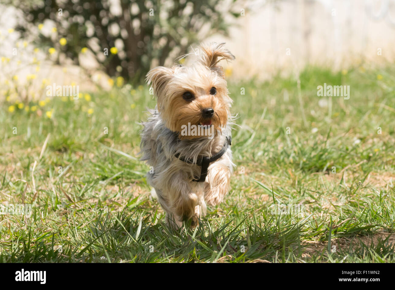 Playful Yorkshire terrier running Stock Photo - Alamy