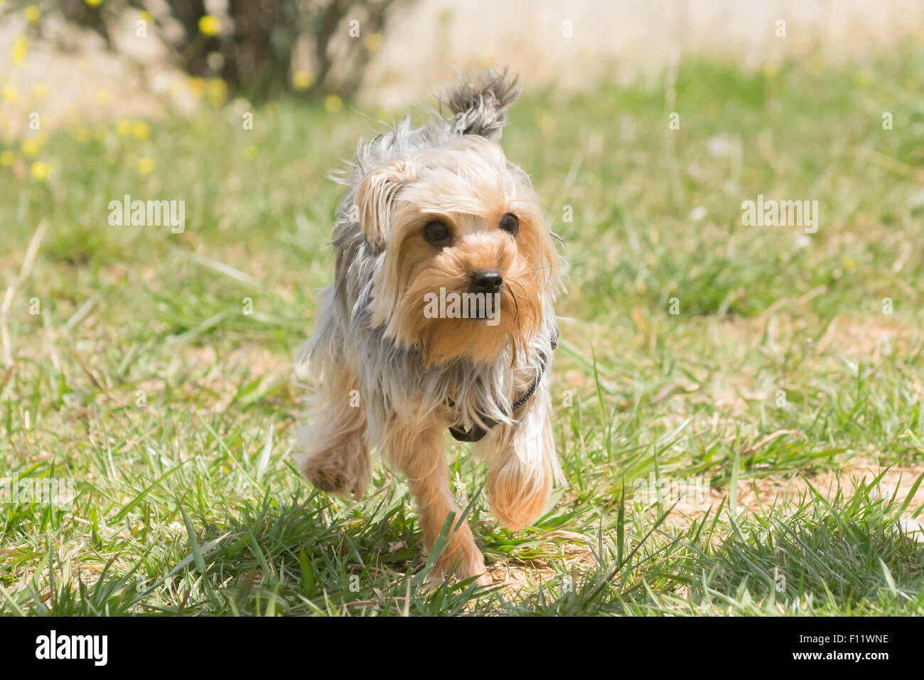 Yorkshire terrier running Stock Photo - Alamy