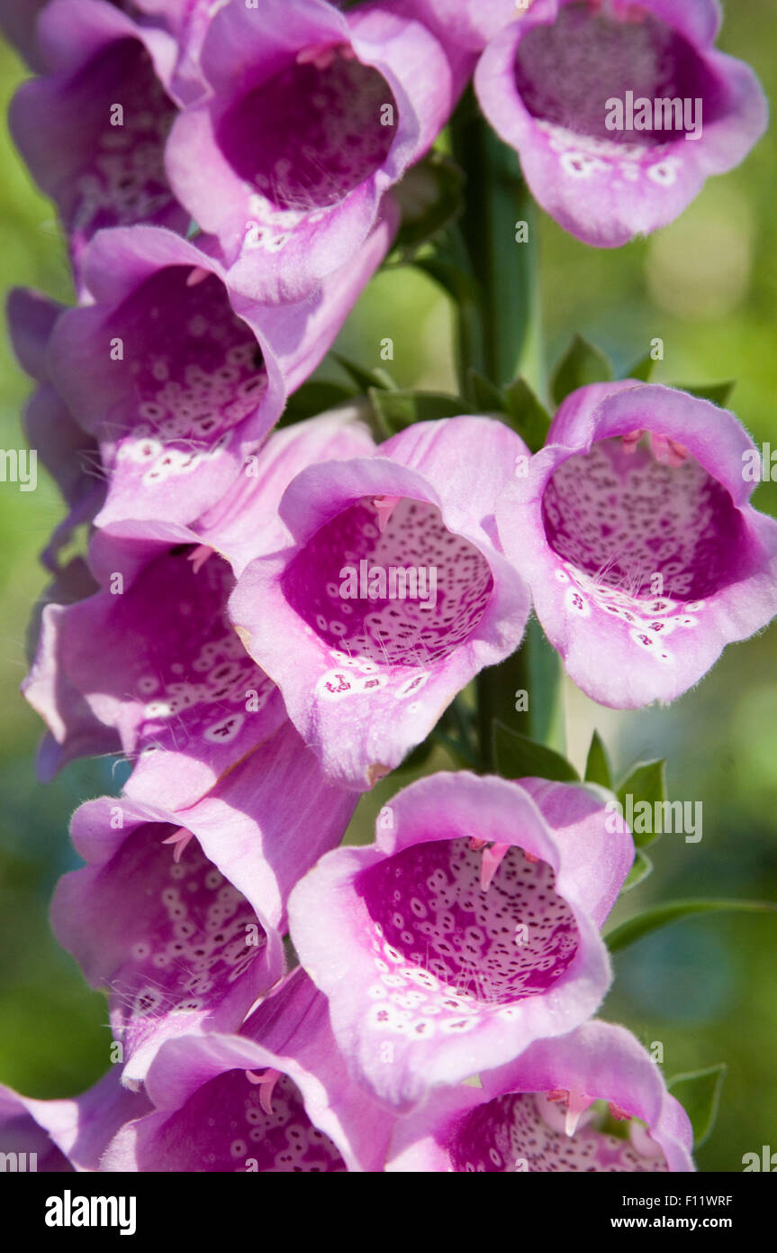 foxglove foxgloves wild flower flowers wildflower wildflowers in ...